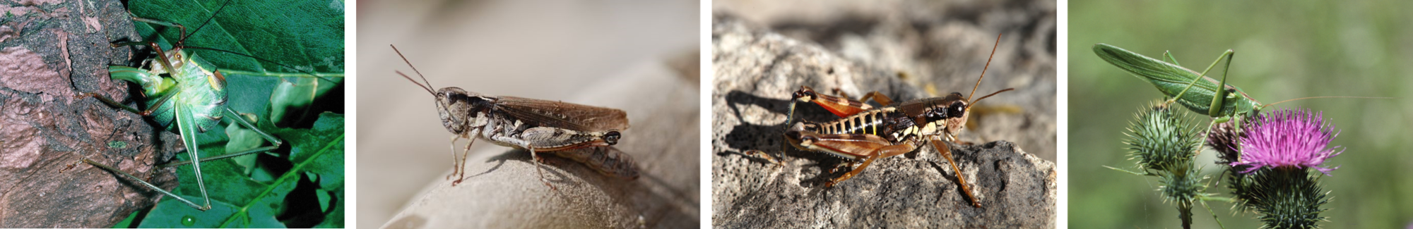 Heuschrecken – Biodivers