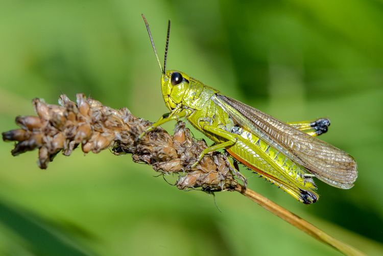 Heuschrecken – Biodivers