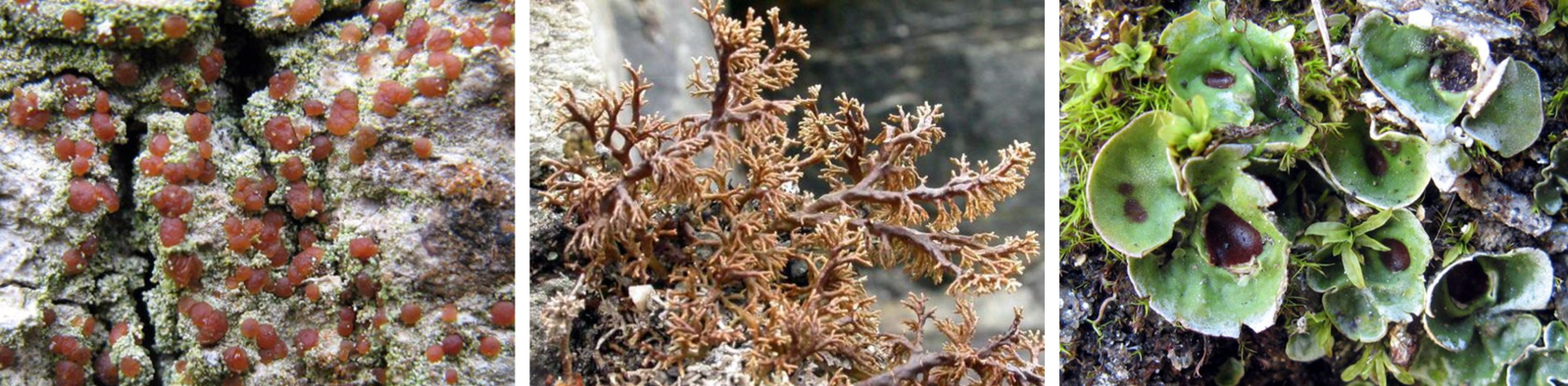 Lichens — Biodivers